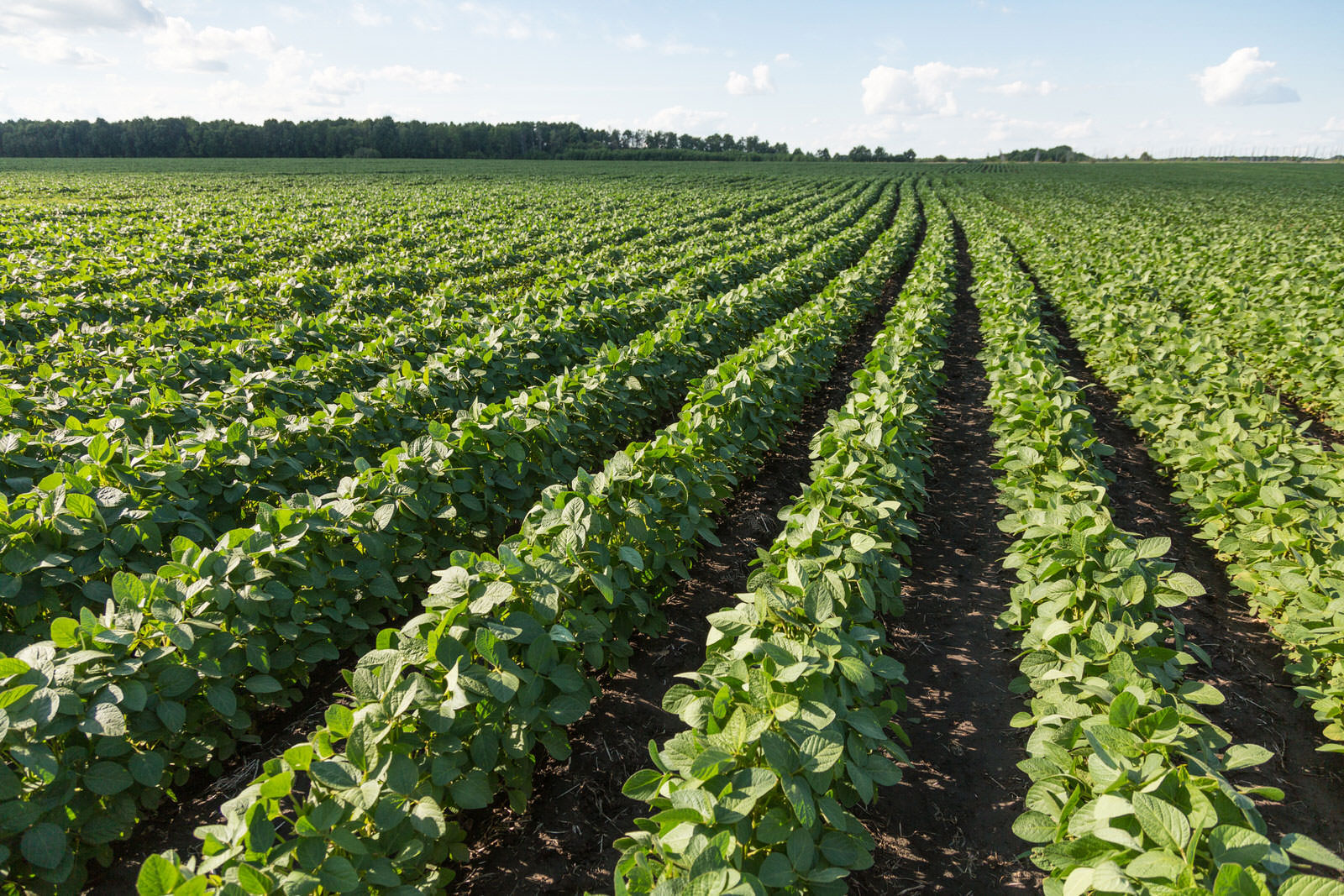 Proven Approach – Biowest Ag